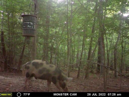 TEAM #1 - DEER FORCE ONE | Page 5 | Archery Talk Forum