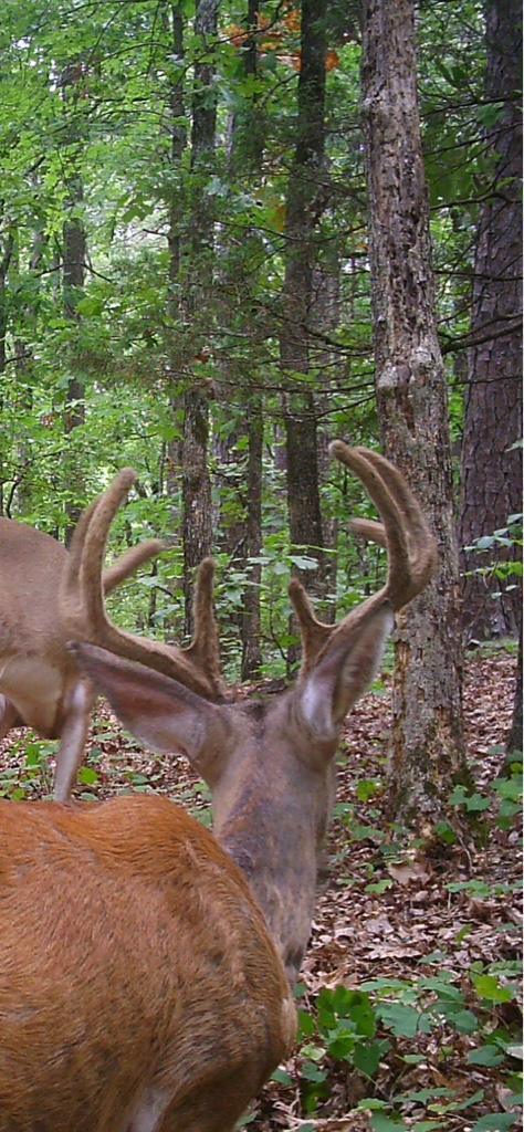 TEAM #1 - DEER FORCE ONE | Page 10 | Archery Talk Forum