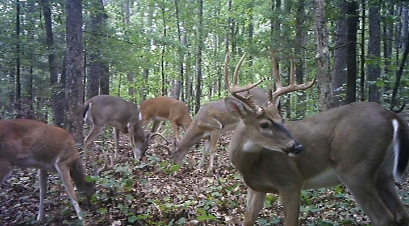 TEAM #1 - DEER FORCE ONE | Page 10 | Archery Talk Forum