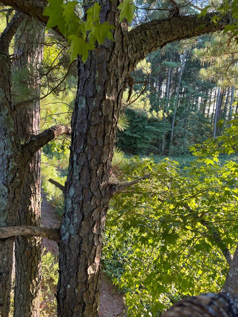 TEAM #1 - DEER FORCE ONE | Archery Talk Forum