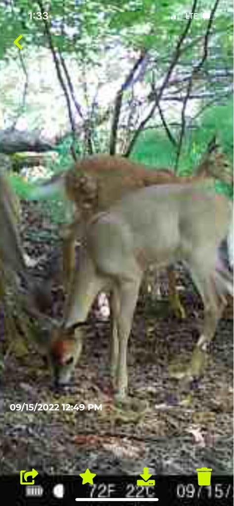 Strange Color Phase on Doe | Archery Talk Forum