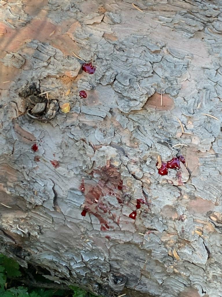 TEAM #1 - DEER FORCE ONE | Page 14 | Archery Talk Forum