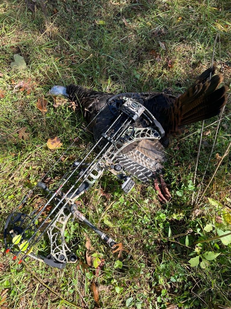 Turkey with a bow | Archery Talk Forum