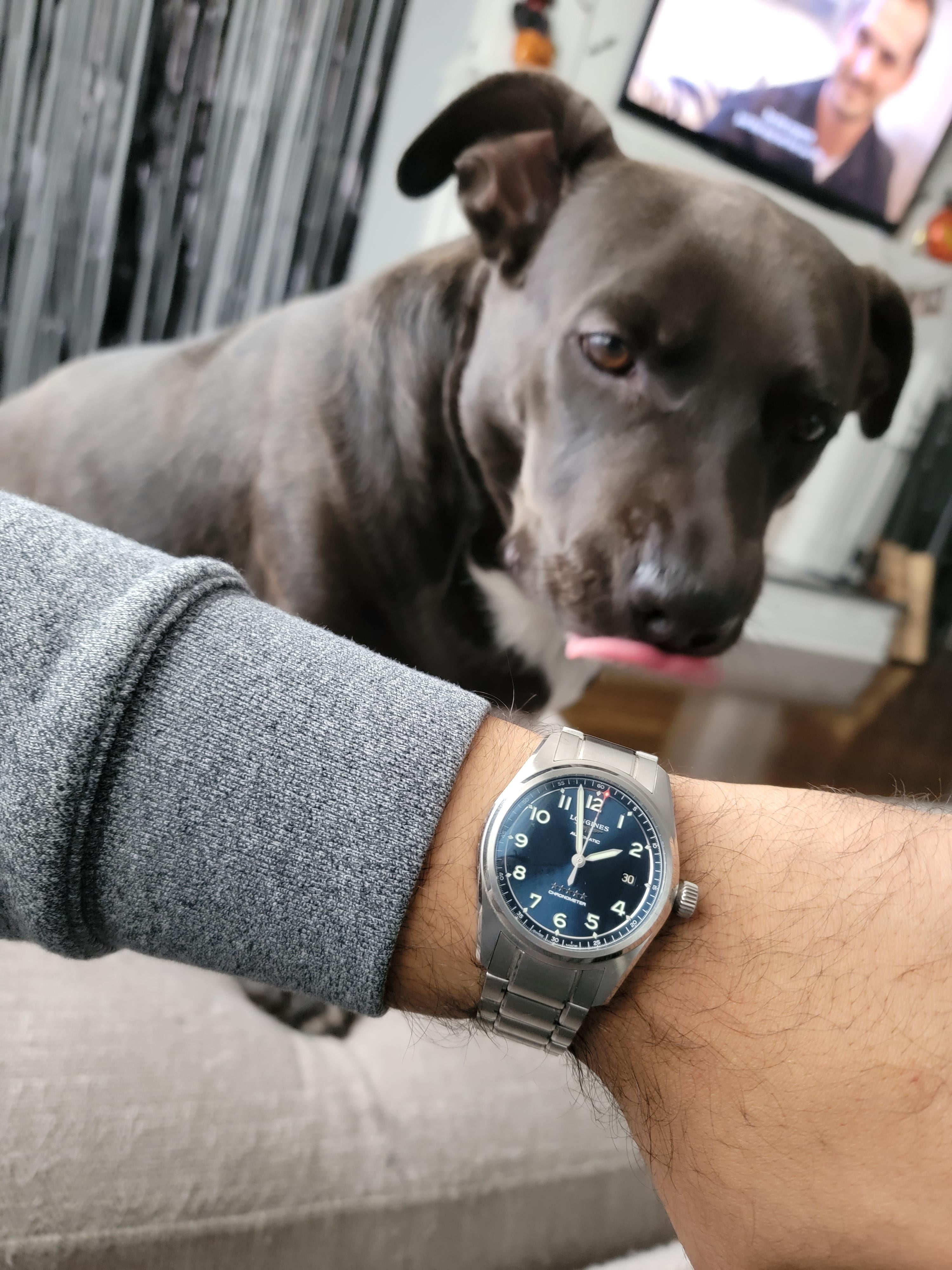 Watches and dogs | Page 35 | WatchUSeek Watch Forums