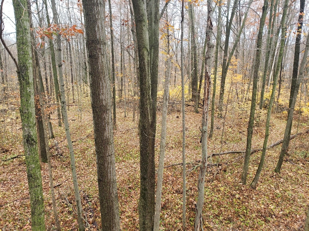 2022 Ohio Rut Update Board | Page 27 | Archery Talk Forum