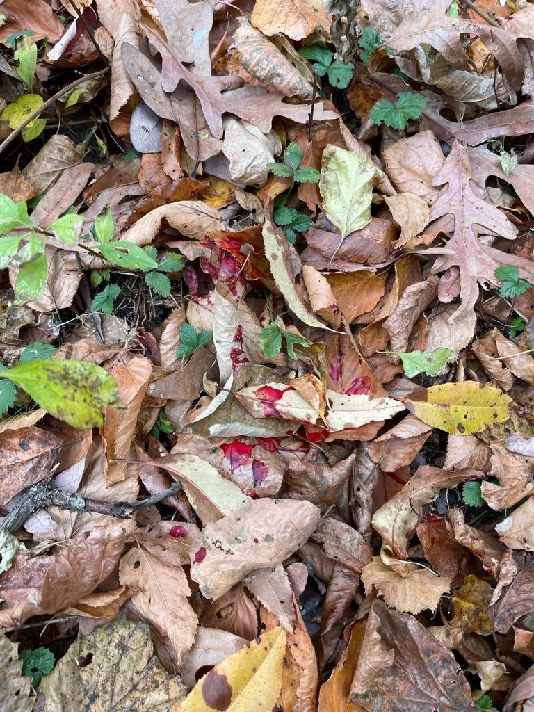 2022-23 THE Pennsylvania Thread *** | Page 150 | Archery Talk Forum