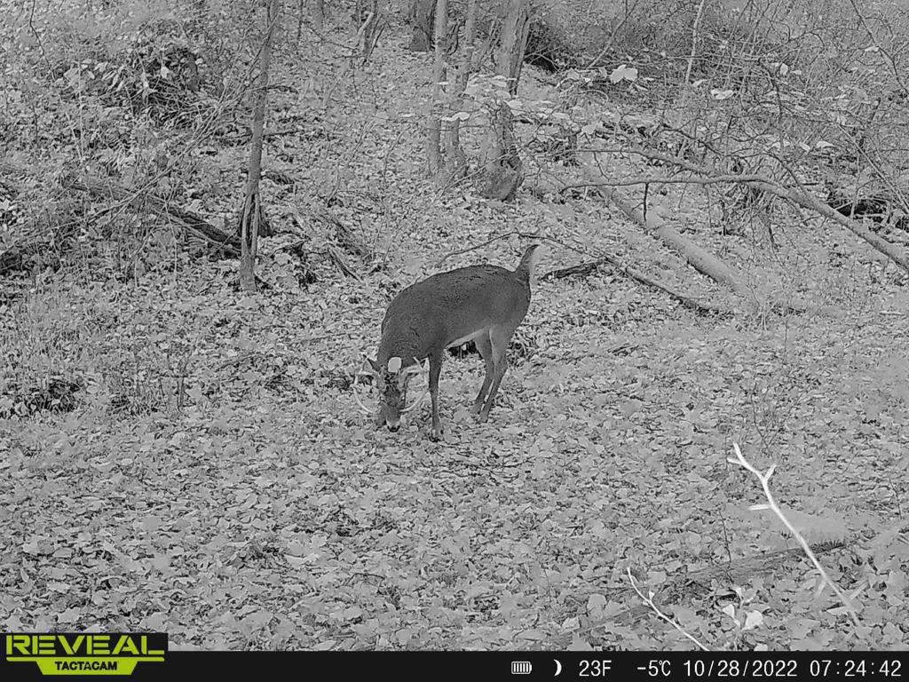 2022-23 THE Pennsylvania Thread *** | Page 150 | Archery Talk Forum