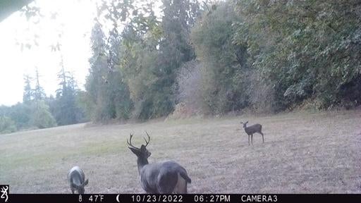 Oregon Buck Photos | IFish Fishing Forum