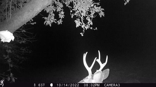Oregon Buck Photos | IFish Fishing Forum