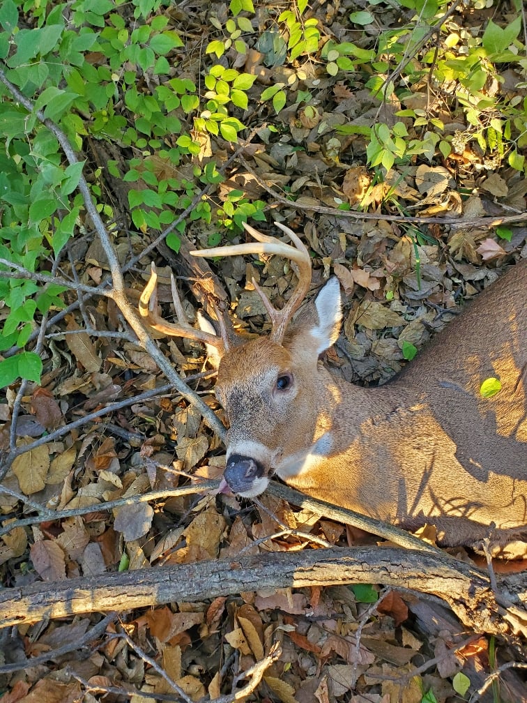 2022 Ohio Rut Update Board | Page 40 | Archery Talk Forum