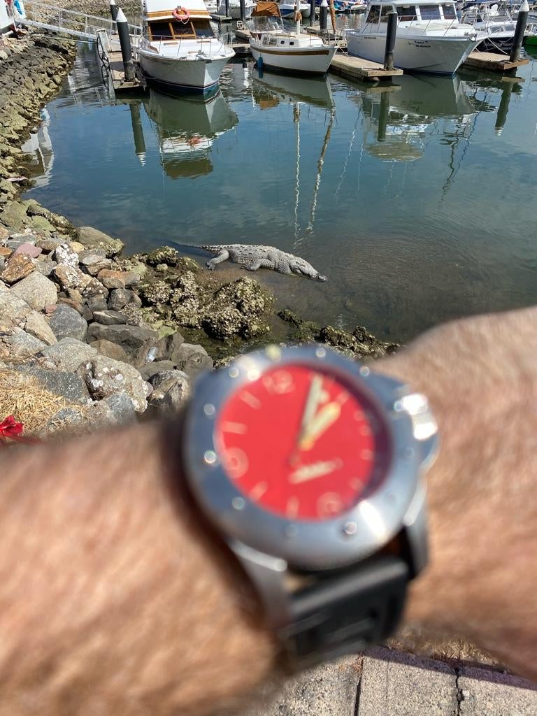 Chunky Dive Watches Show Yours! | Page 507 | WatchUSeek Watch Forums