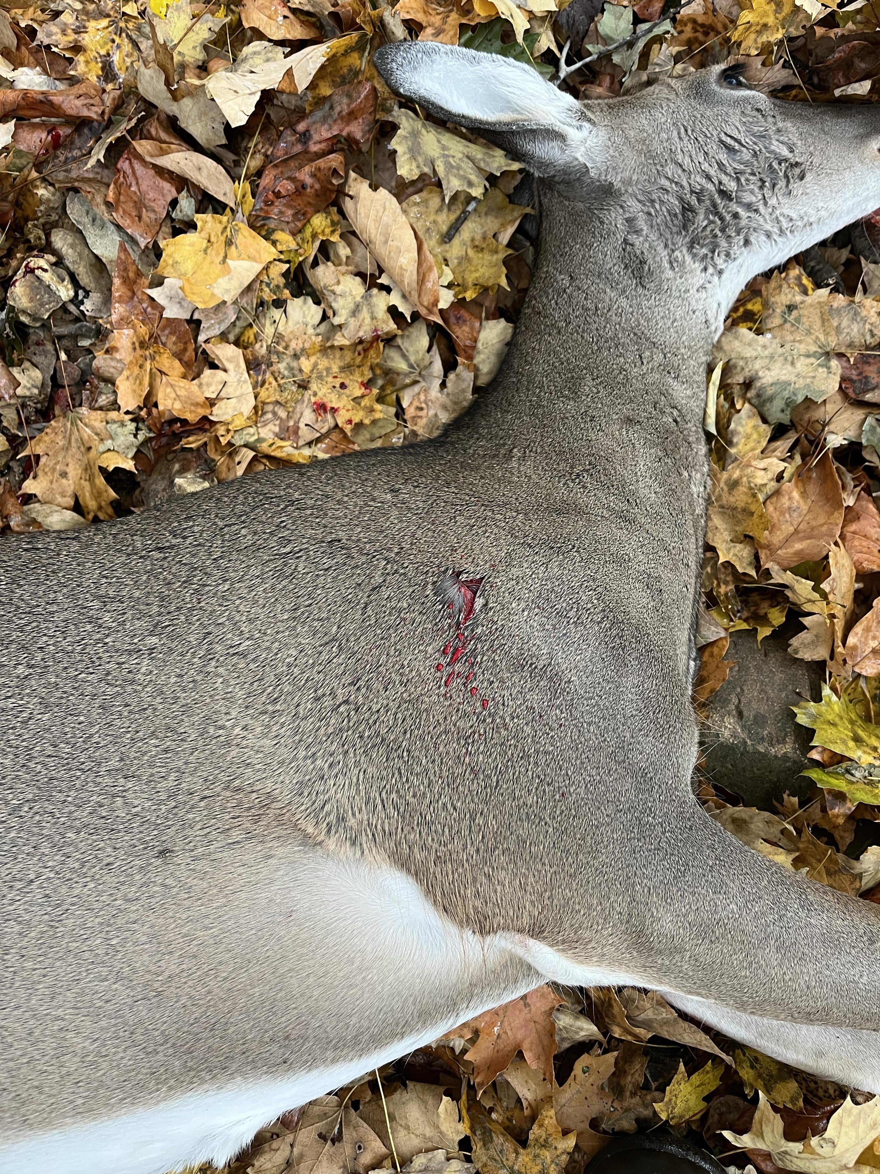 Why Not Lightweight High FOC Arrows? | Archery Talk Forum