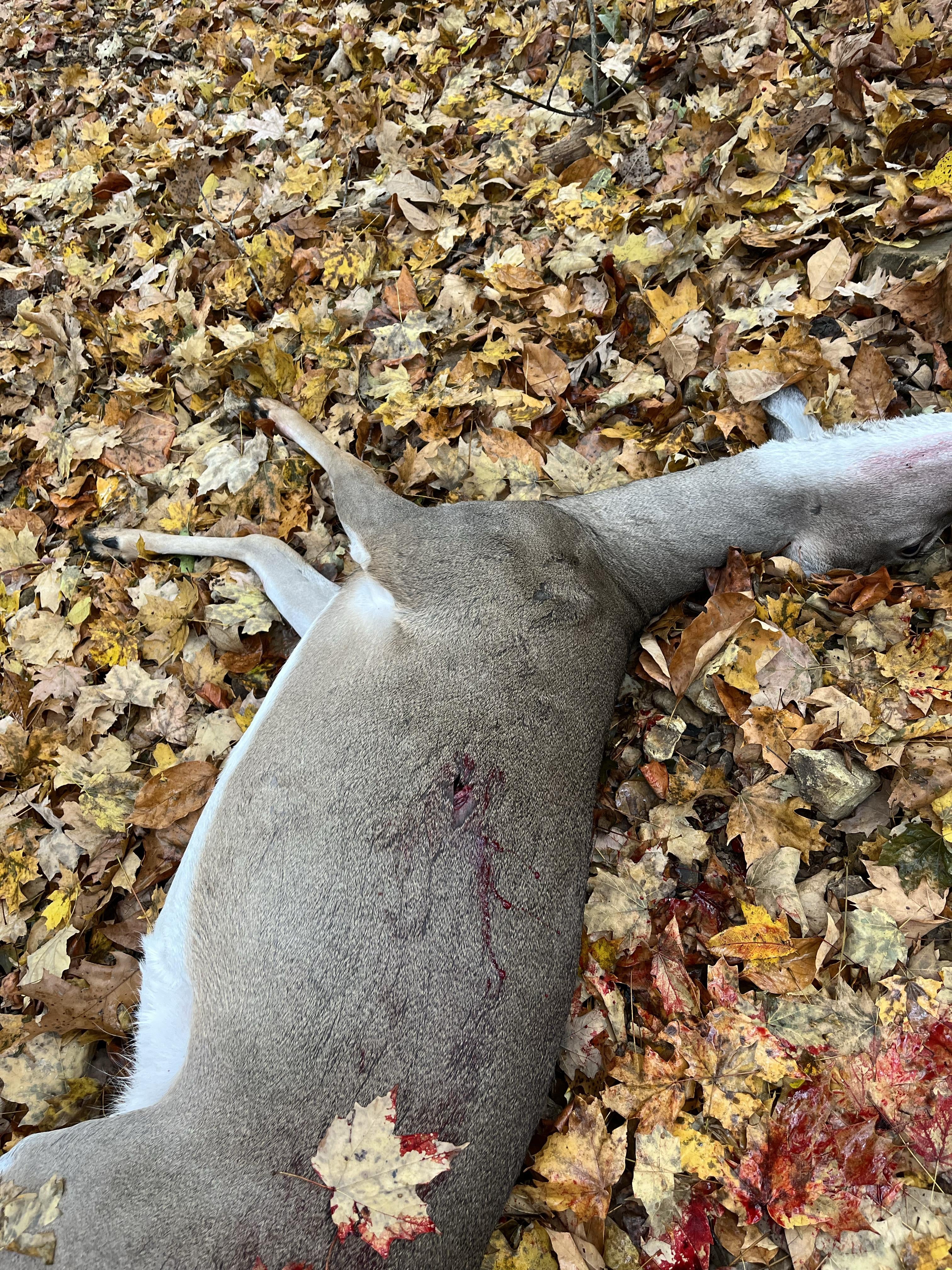 Why Not Lightweight High FOC Arrows? | Archery Talk Forum