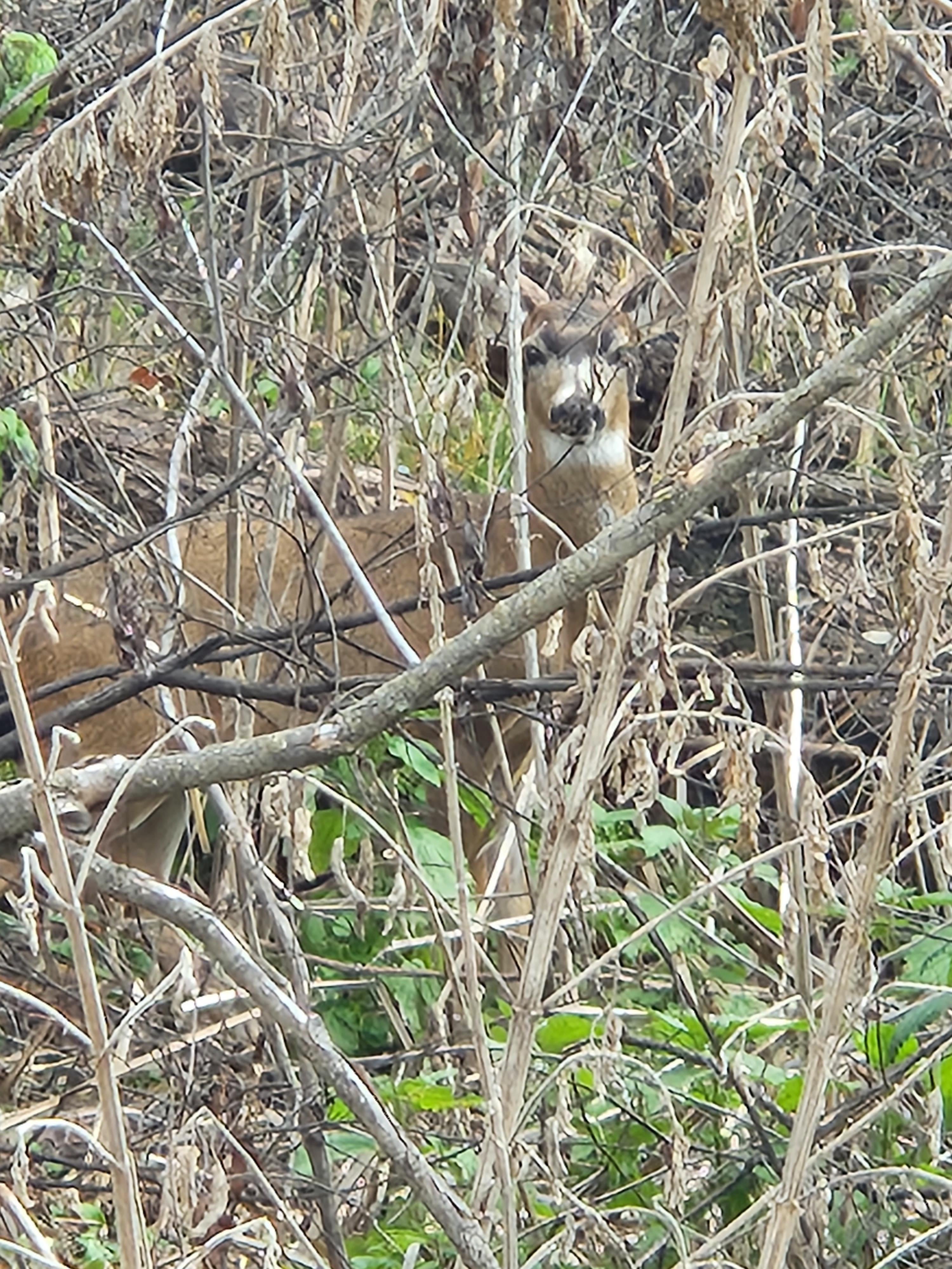 Blacktail Buck | Marlin Firearms Forum